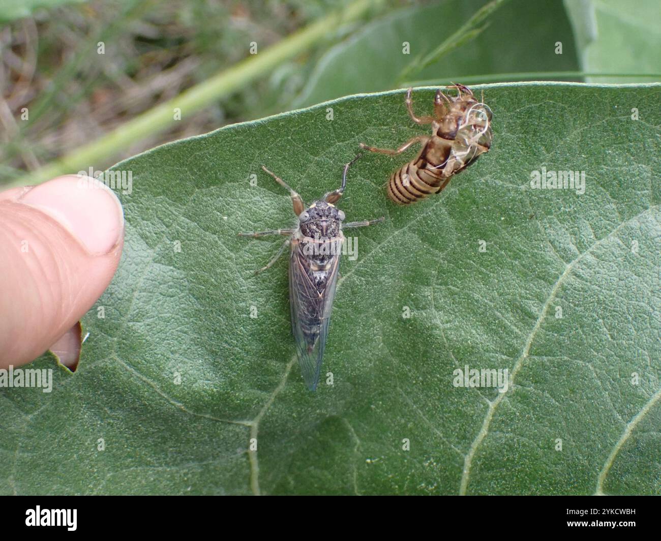 Salmonfly Cicada (Platypedia areolata Stock Photo - Alamy
