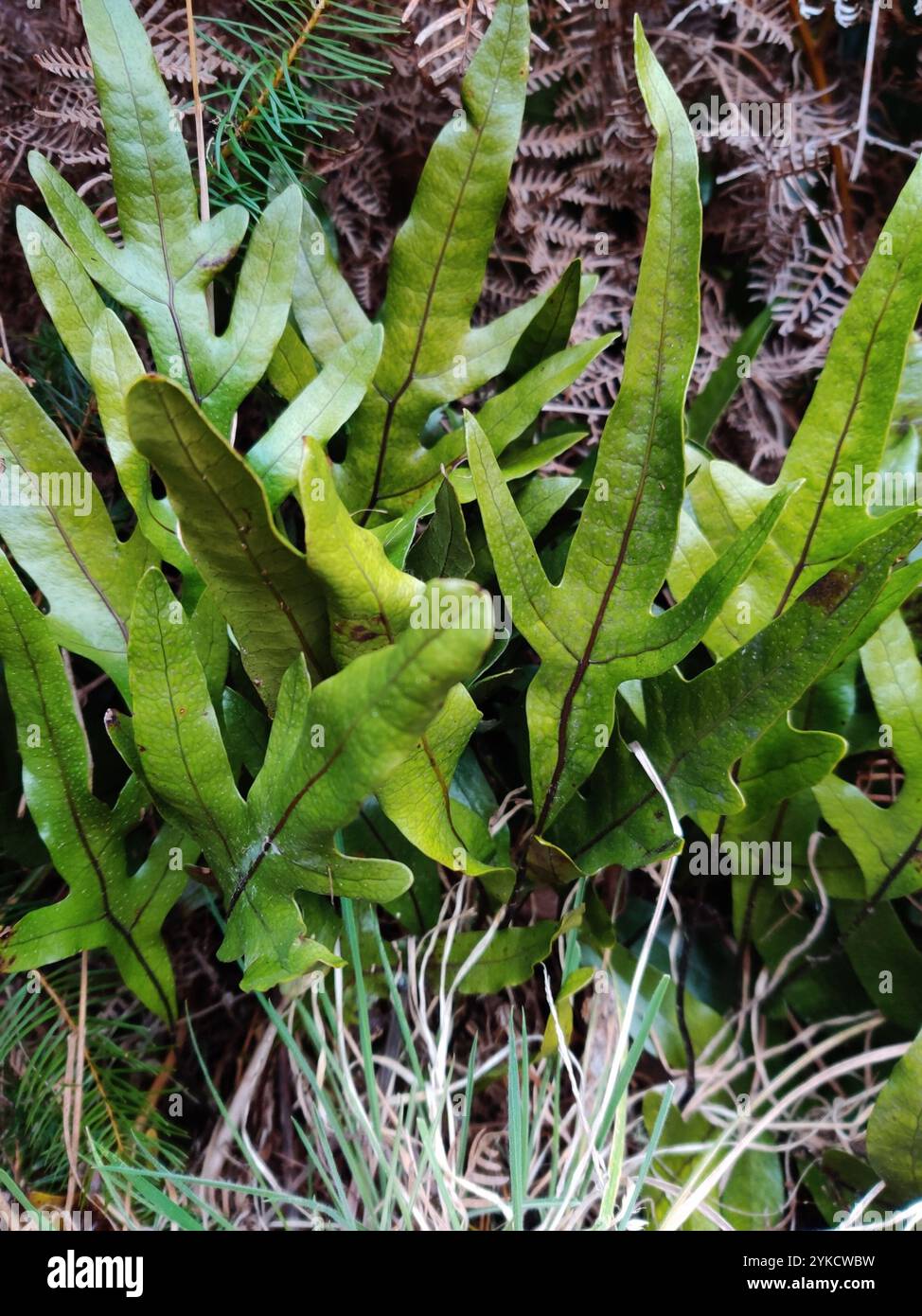 Kangaroo Fern (Microsorum pustulatum pustulatum Stock Photo - Alamy