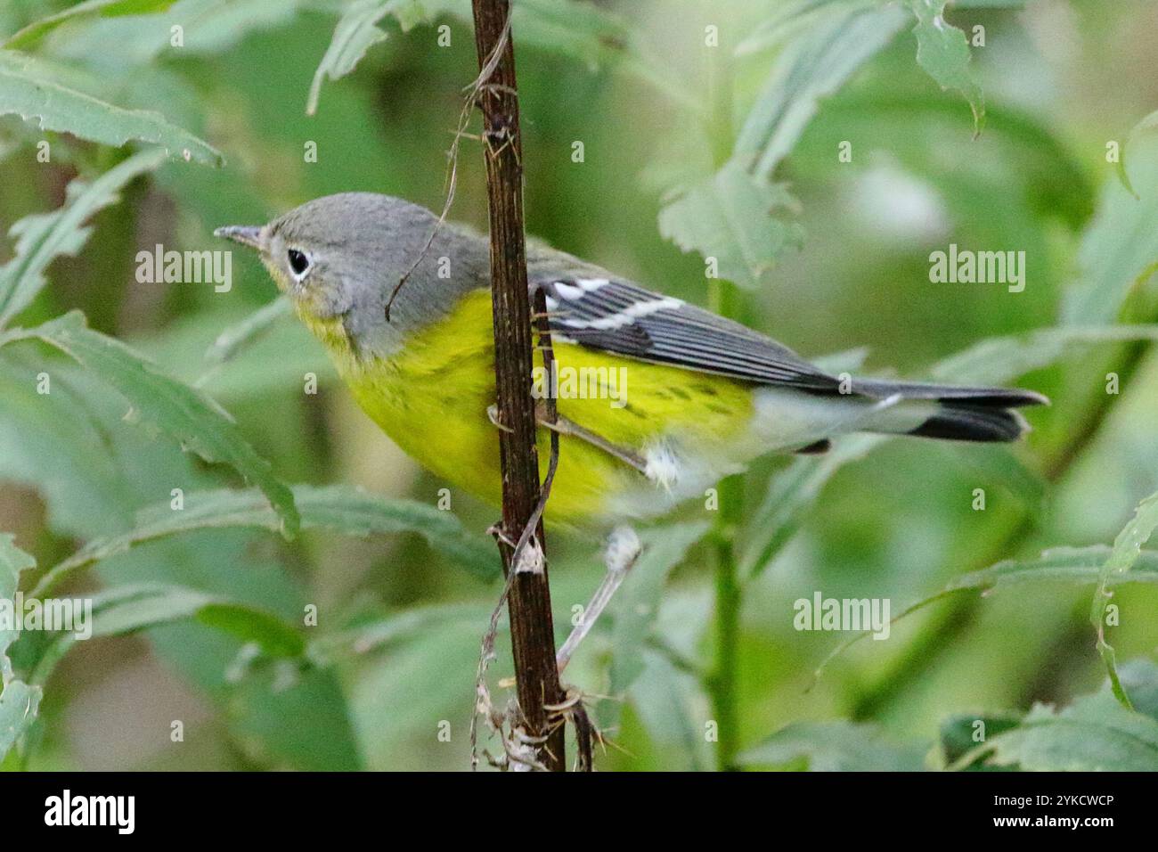 Magnolia Warbler (Setophaga magnolia Stock Photo - Alamy