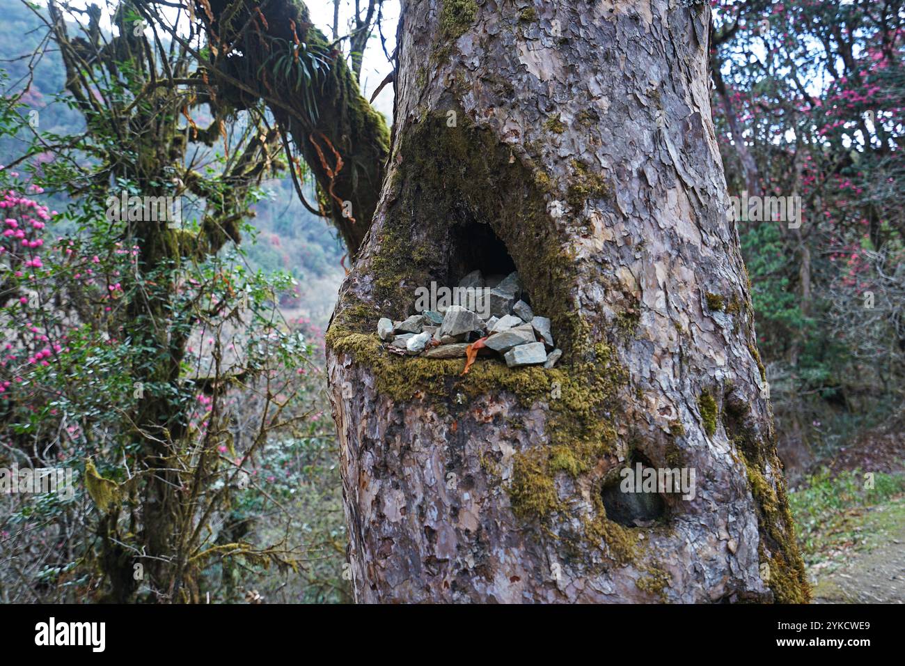 Stacks of stone inside moss tree hole among natural landscape of green ...