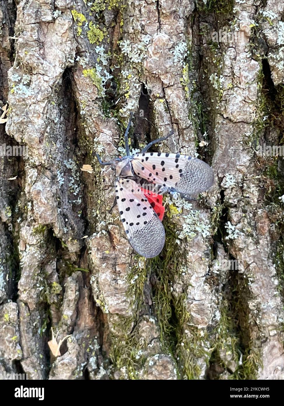 Spotted Lanternfly (Lycorma delicatula Stock Photo - Alamy