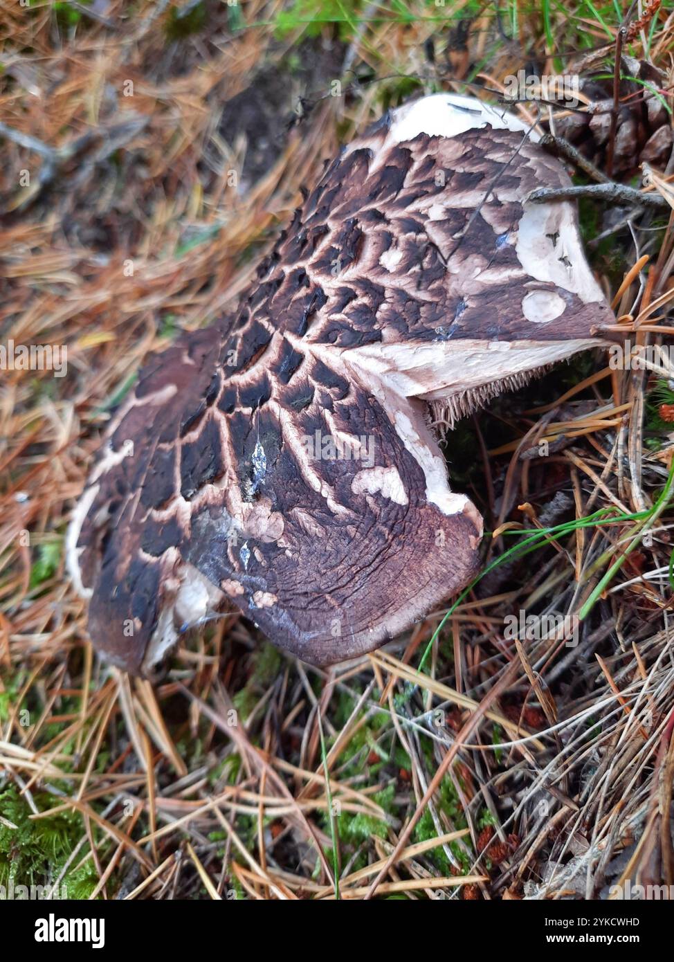 Sarcodon squamosus hi-res stock photography and images - Alamy