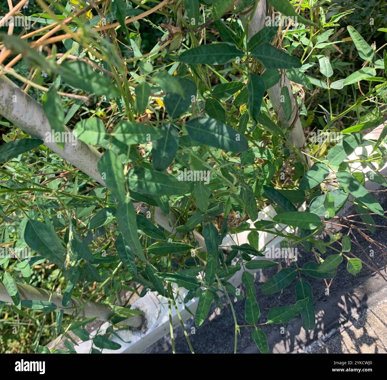 Phasey Bean (Macroptilium lathyroides Stock Photo - Alamy