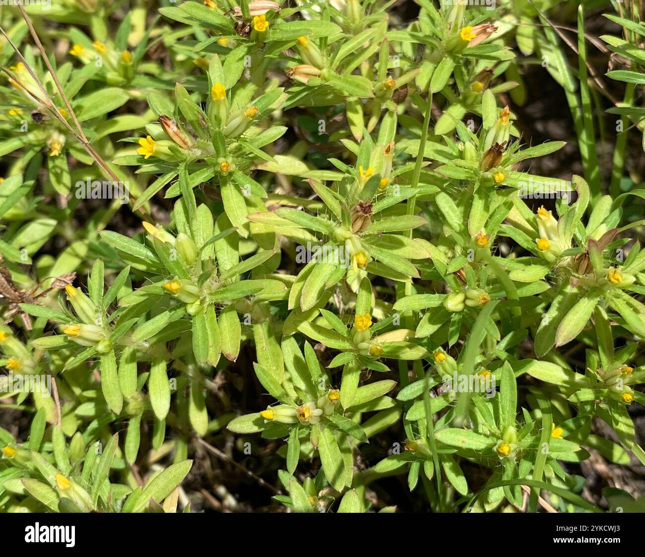 Spreading chinchweed (Pectis prostrata Stock Photo - Alamy