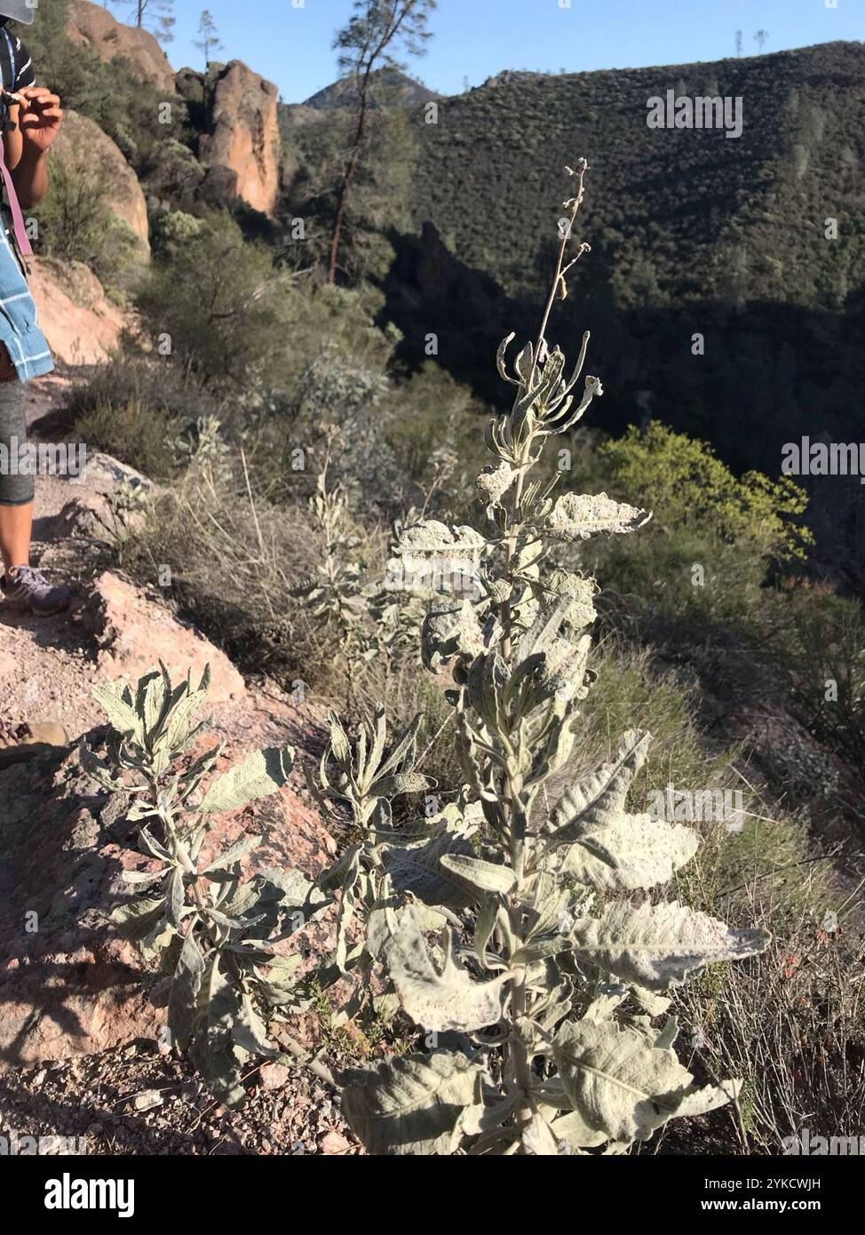 Woolly Yerba Santa (Eriodictyon tomentosum Stock Photo - Alamy