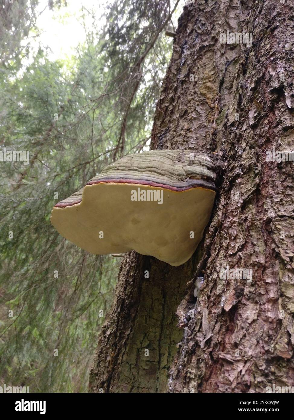 Red-banded Polypore (Fomitopsis pinicola Stock Photo - Alamy