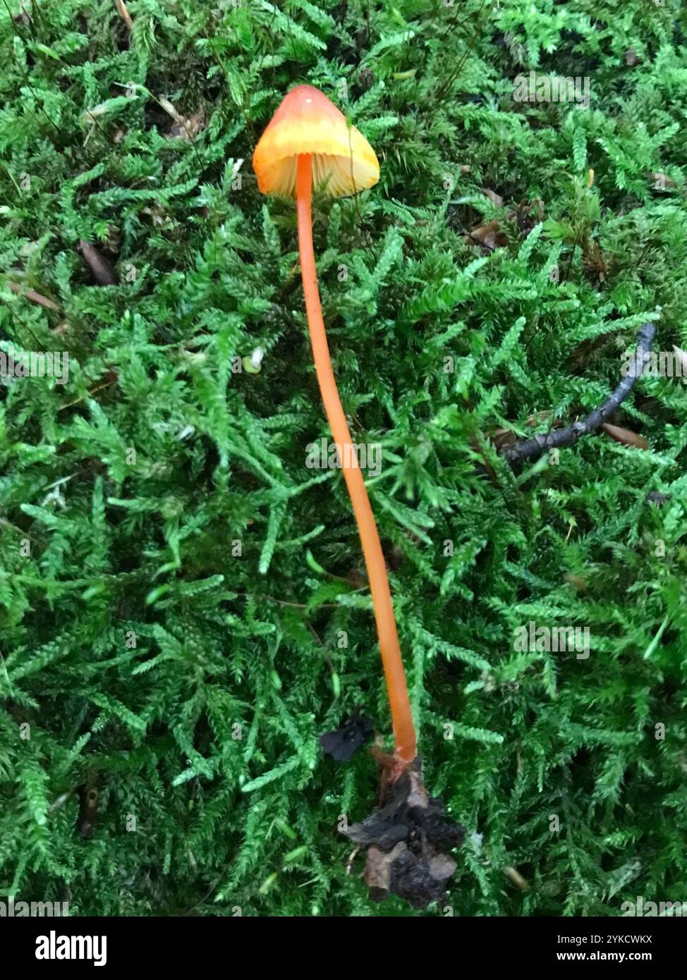 orange bonnet (Mycena acicula Stock Photo - Alamy