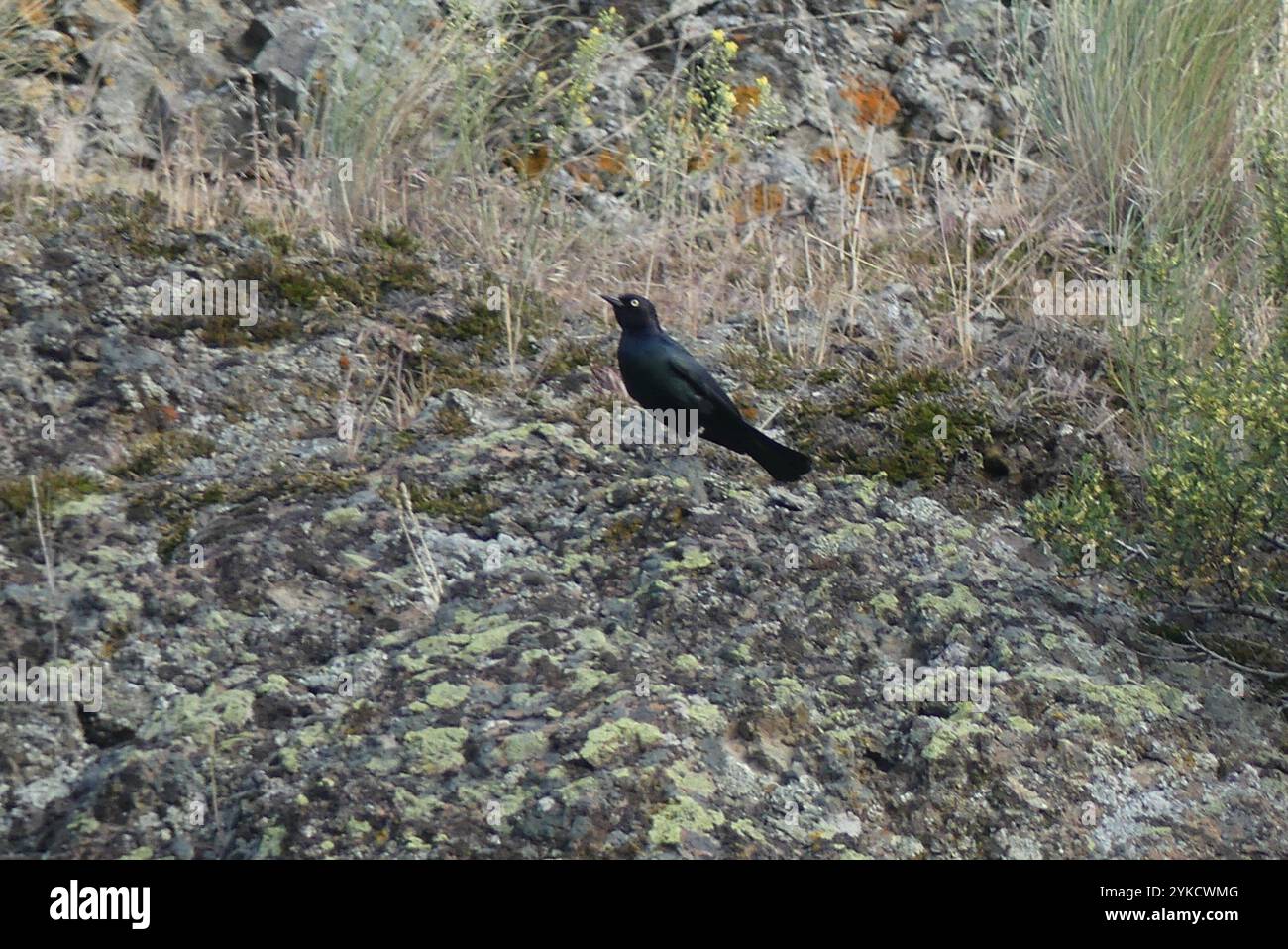 Brewer's Blackbird (Euphagus cyanocephalus Stock Photo - Alamy