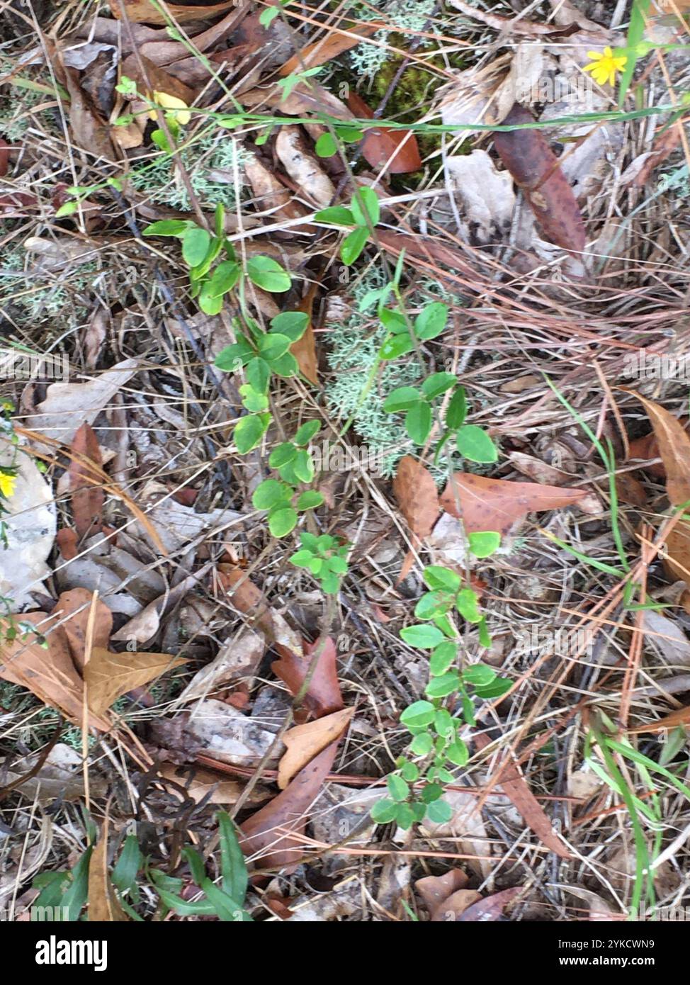 Little-leaf Tick-clover (Desmodium ciliare Stock Photo - Alamy