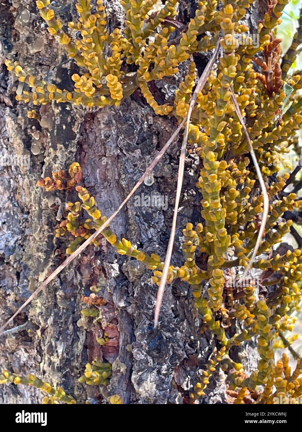 Coastal Dwarf-Mistletoe (Arceuthobium littorum Stock Photo - Alamy