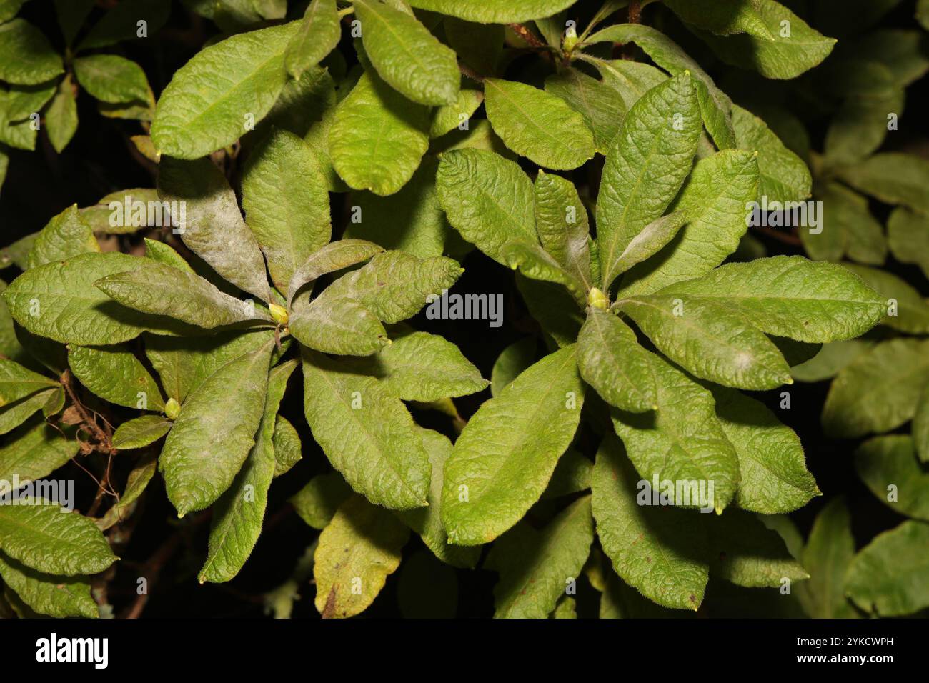 Yellow Azalea (Rhododendron luteum Stock Photo - Alamy