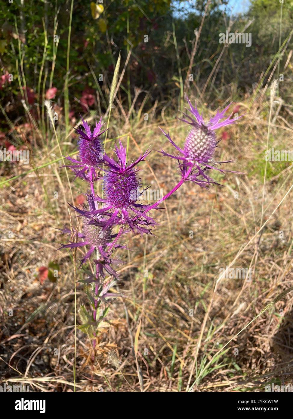 Leavenworth's eryngo (Eryngium leavenworthii Stock Photo - Alamy