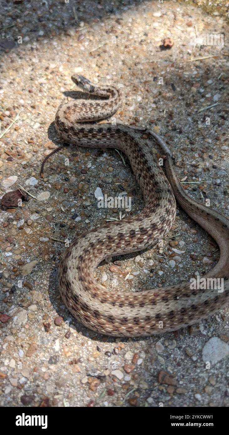 Dekays brownsnake hi-res stock photography and images - Alamy