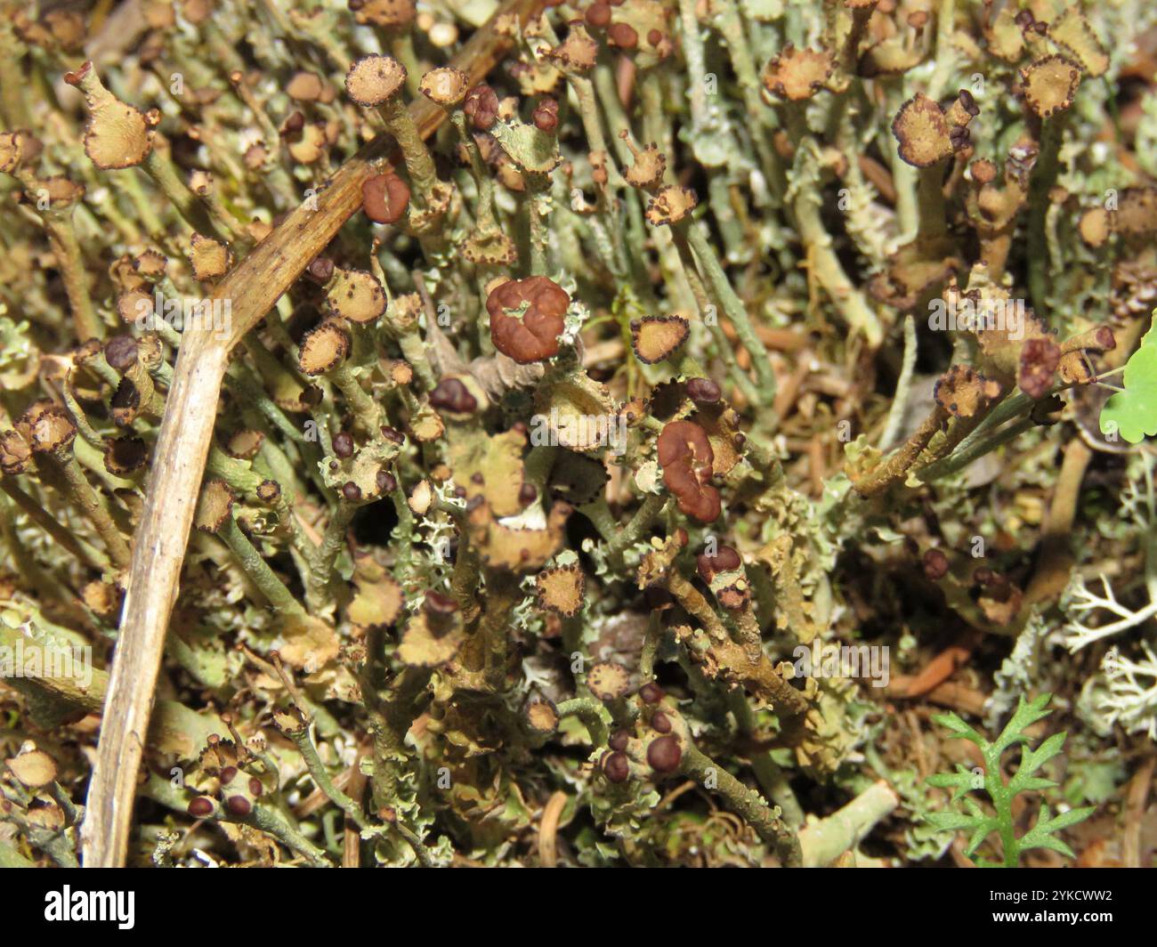 Smooth Horn Lichen (Cladonia gracilis Stock Photo - Alamy
