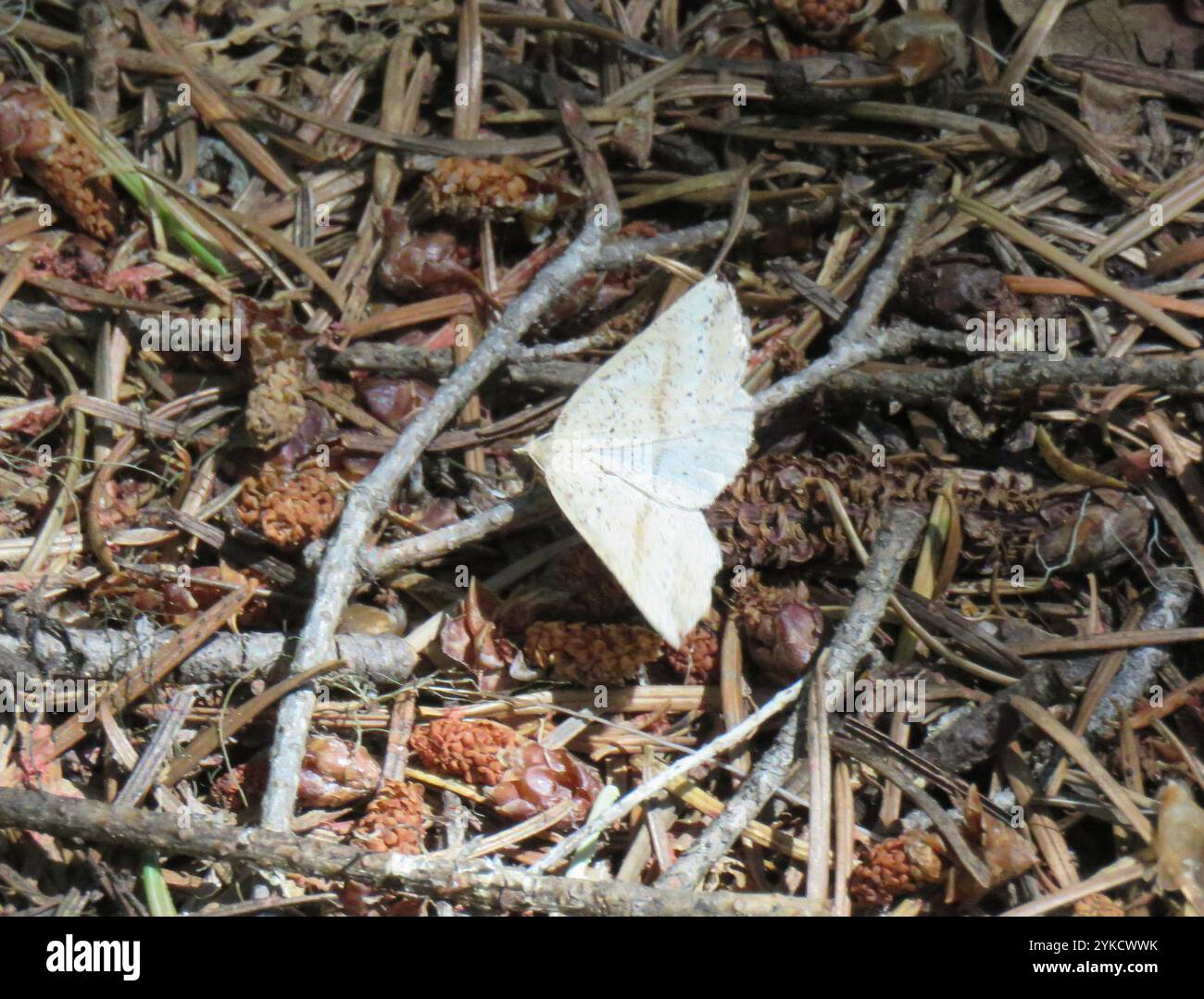 Geometer Moths (Geometridae Stock Photo - Alamy