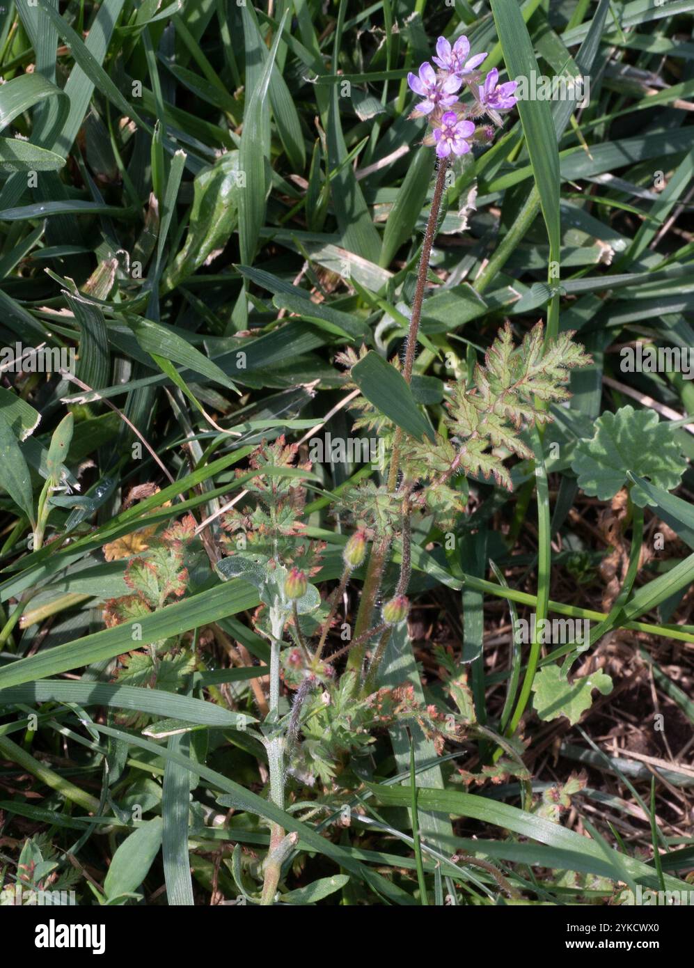Redstem Stork's-bill (Erodium cicutarium Stock Photo - Alamy