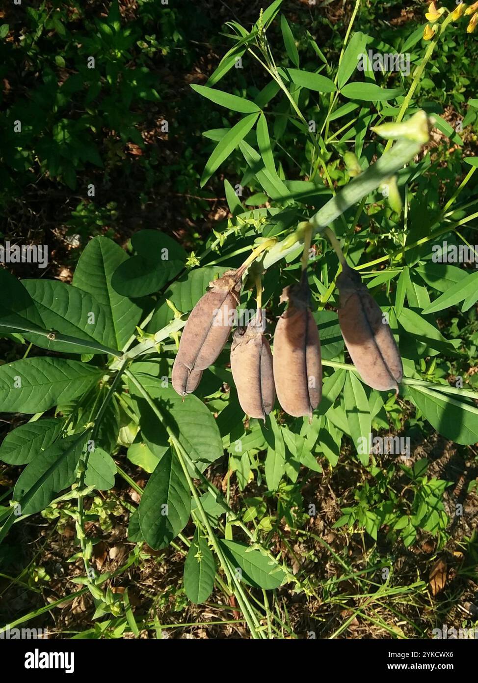 Showy Rattlebox (Crotalaria spectabilis Stock Photo - Alamy