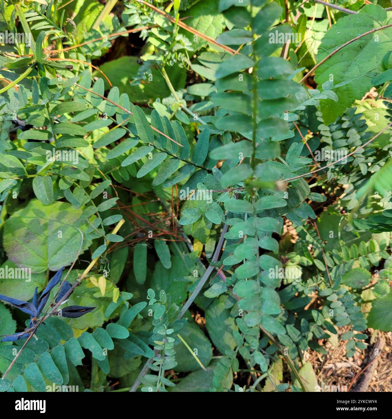 giant vetch (Vicia gigantea Stock Photo - Alamy