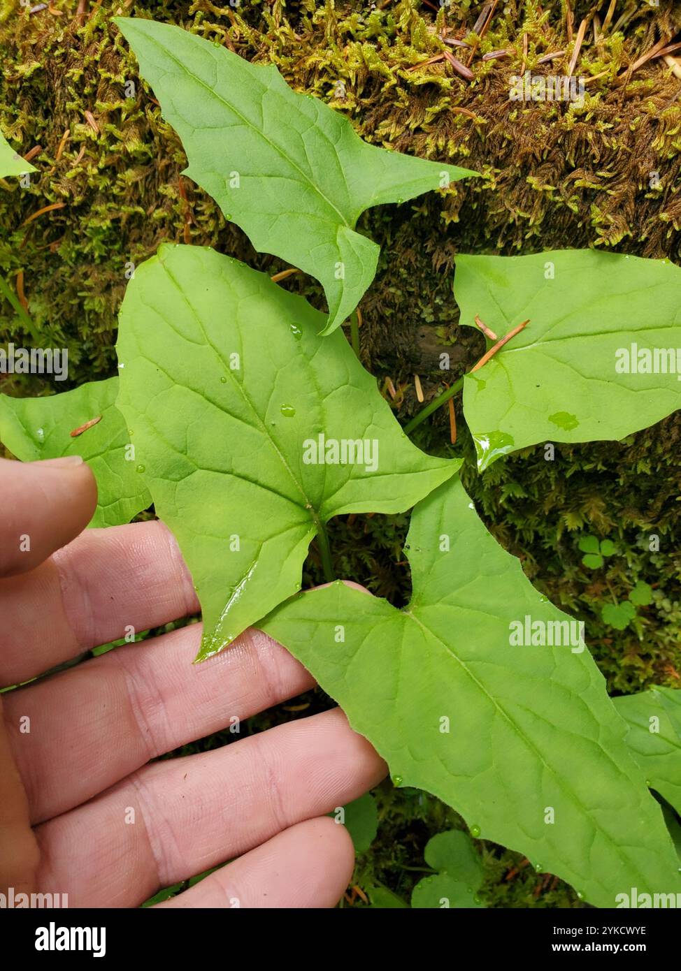 western rattlesnake root (Nabalus alatus Stock Photo - Alamy