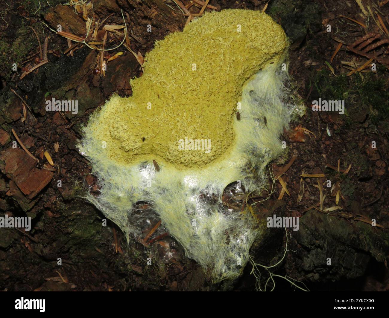 Dog Vomit Slime Mold (Fuligo septica Stock Photo - Alamy
