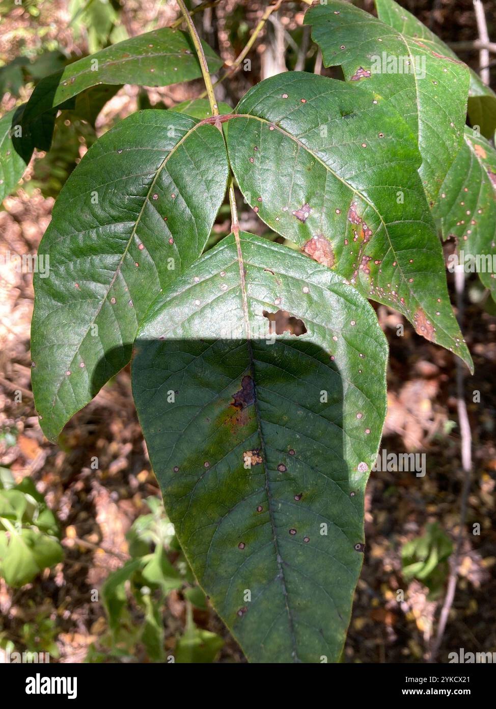 eastern poison ivy (Toxicodendron radicans Stock Photo - Alamy