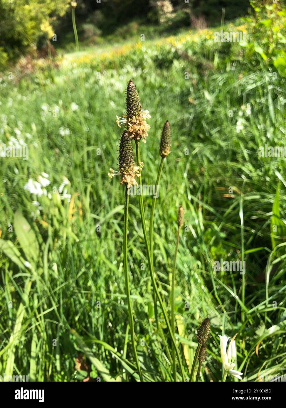 ribwort plantain (Plantago lanceolata Stock Photo - Alamy