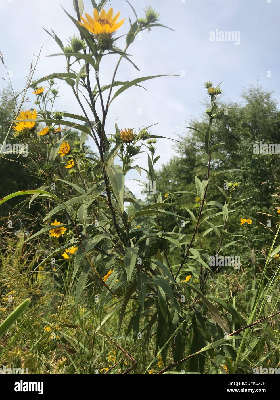 sawtooth sunflower (Helianthus grosseserratus Stock Photo - Alamy