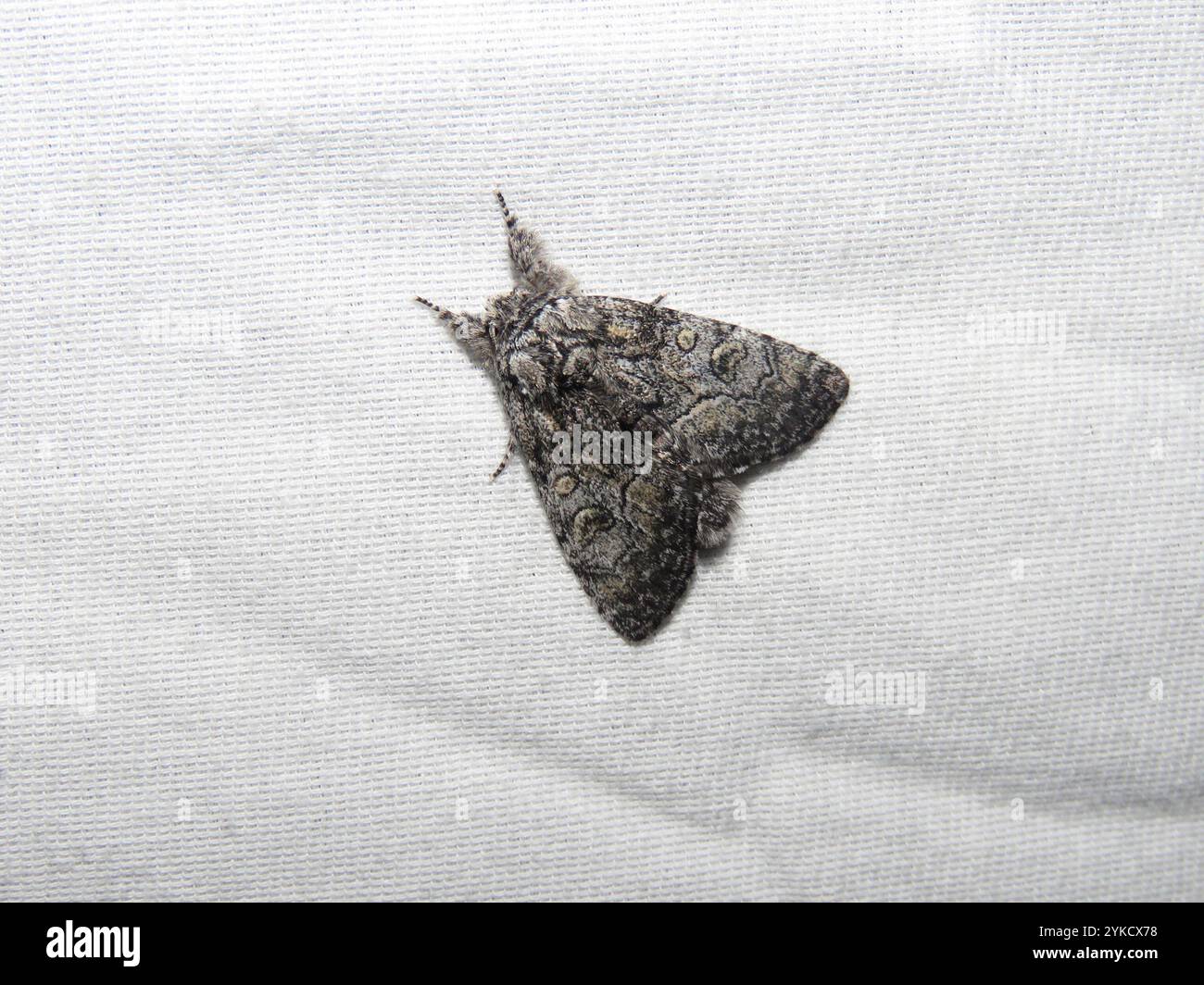 Brother Moth (Raphia frater Stock Photo - Alamy