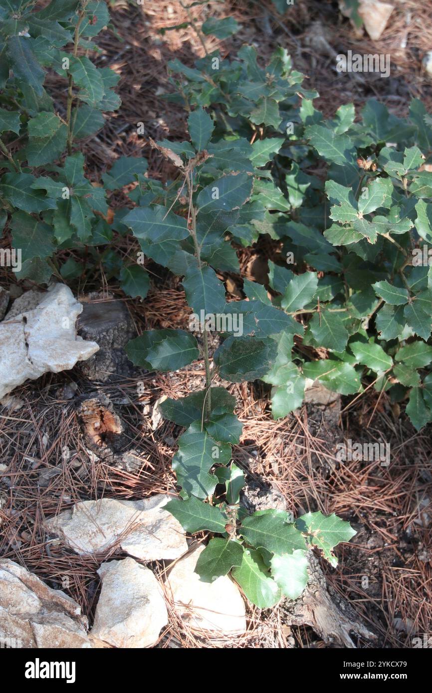 Kermes oak (Quercus coccifera Stock Photo - Alamy