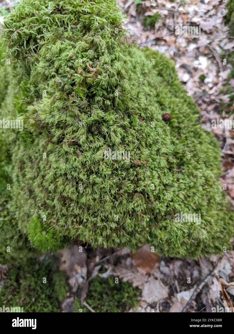 Mouse-tail Moss (Pseudisothecium myosuroides Stock Photo - Alamy