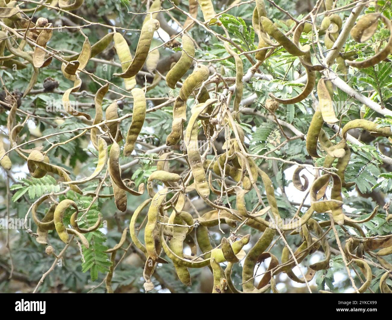 White Bark Acacia (Vachellia leucophloea Stock Photo - Alamy