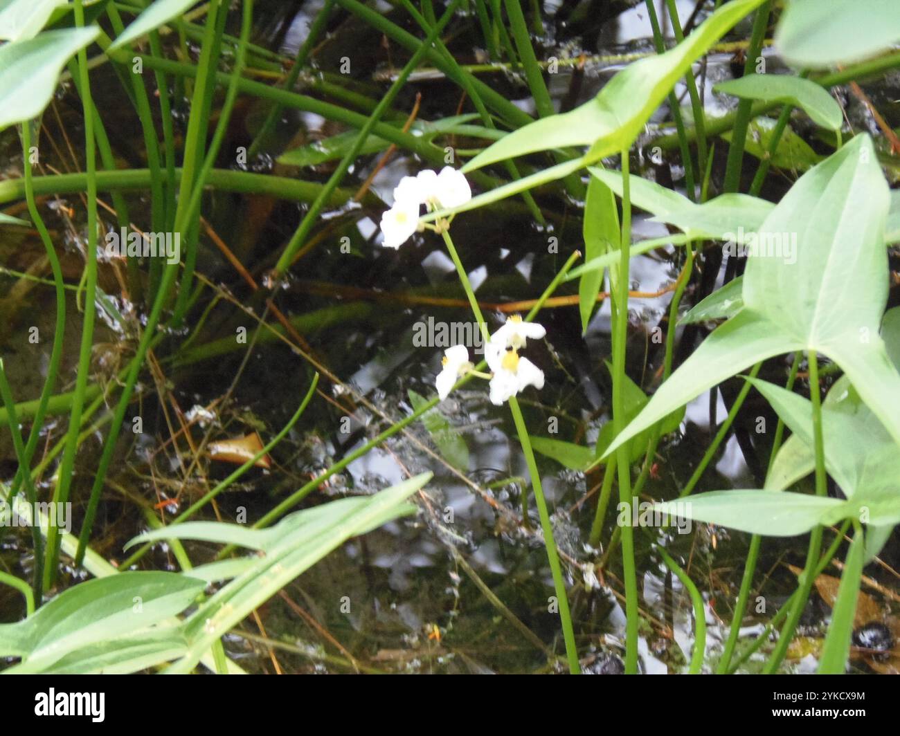 broadleaf arrowhead (Sagittaria latifolia Stock Photo - Alamy