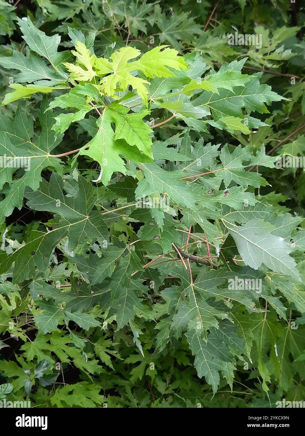 silver maple (Acer saccharinum Stock Photo - Alamy