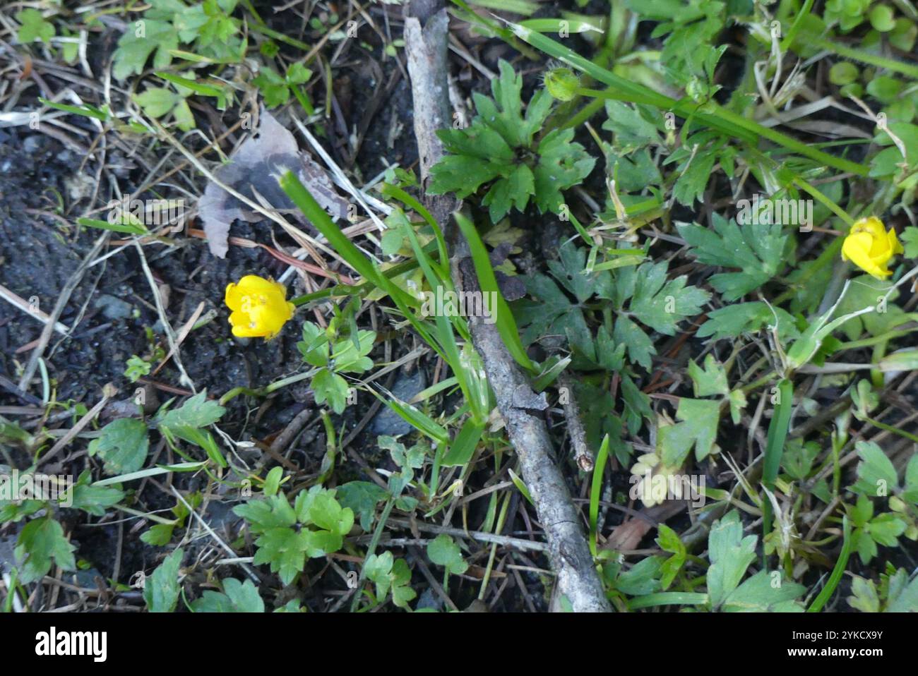 Creeping buttercup (Ranunculus repens Stock Photo - Alamy