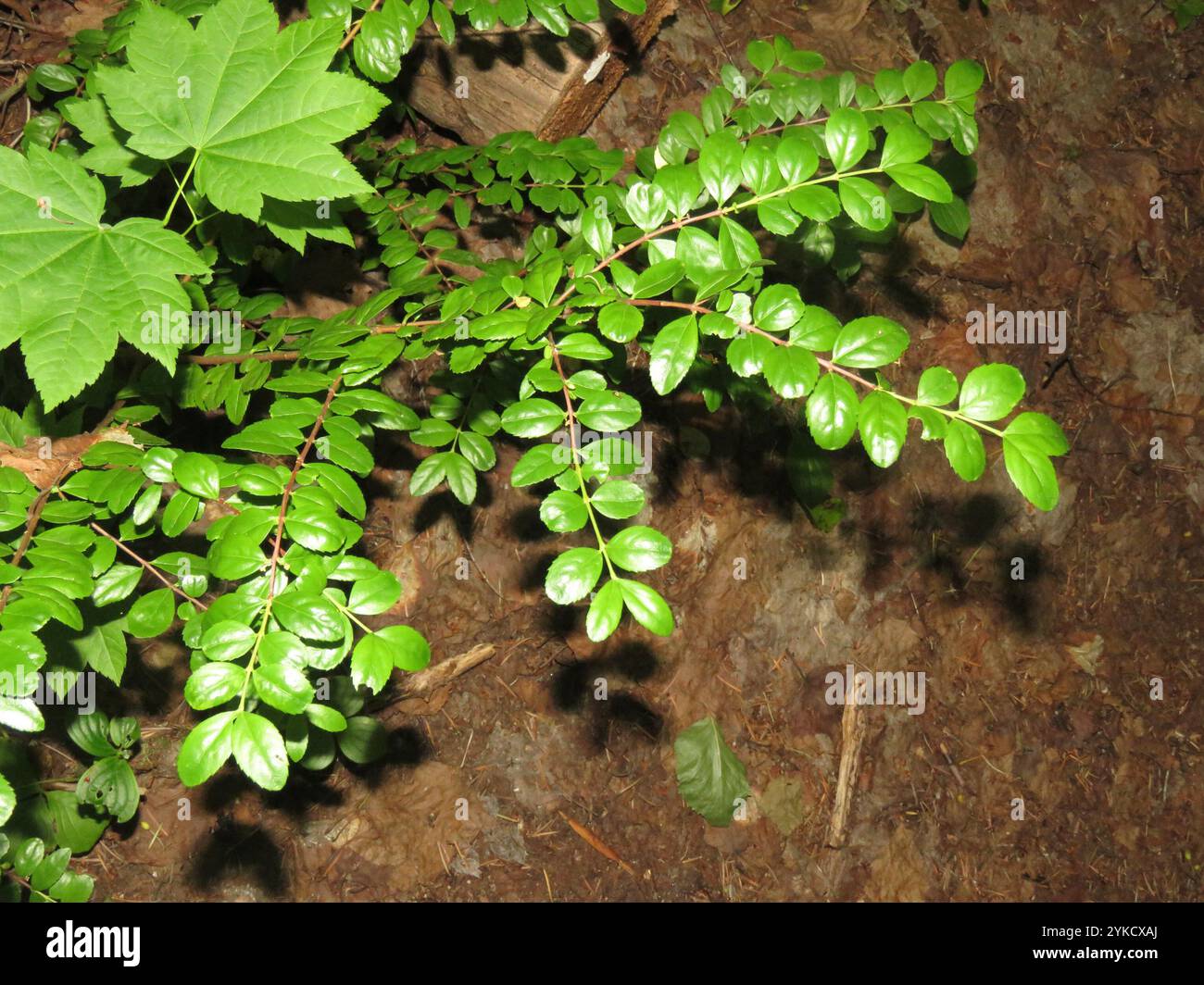 Oregon Boxwood (Paxistima myrsinites Stock Photo - Alamy