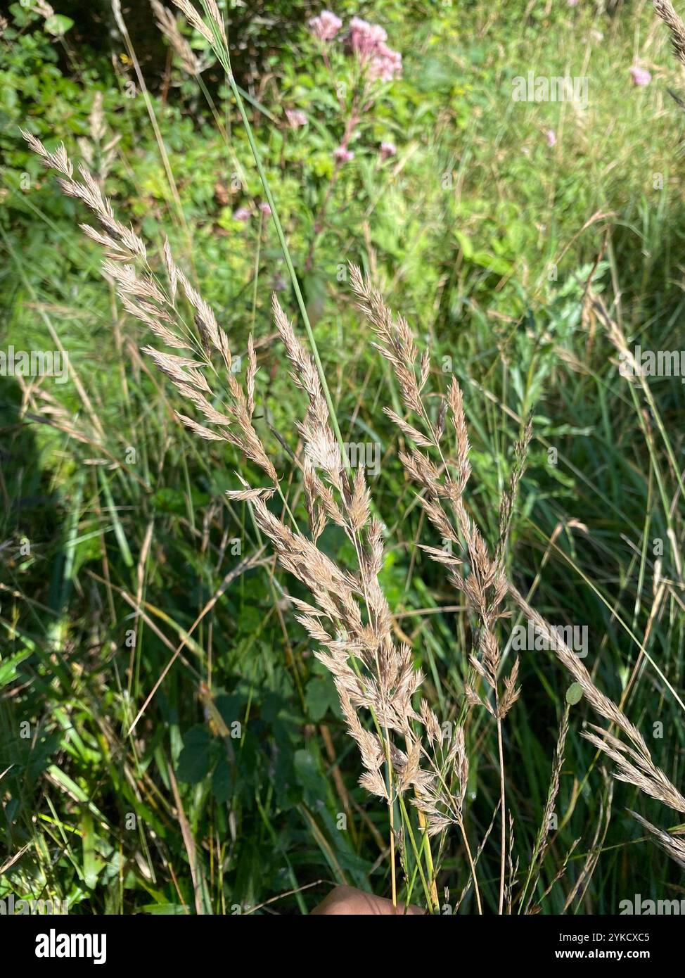 Bushgrass (Calamagrostis epigejos Stock Photo - Alamy