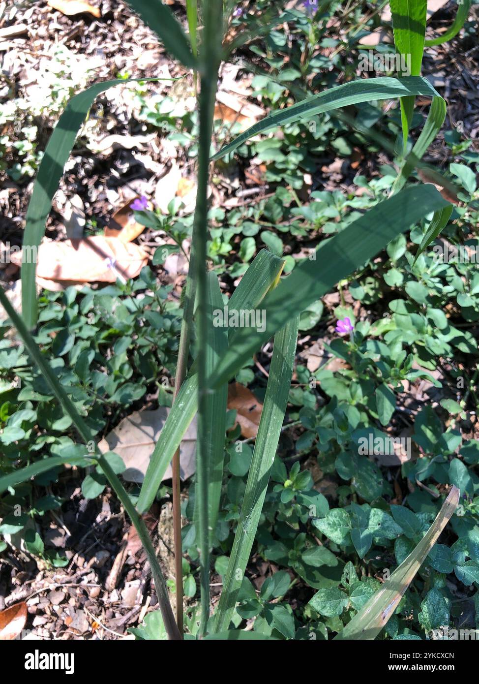Leptochloa hi-res stock photography and images - Alamy