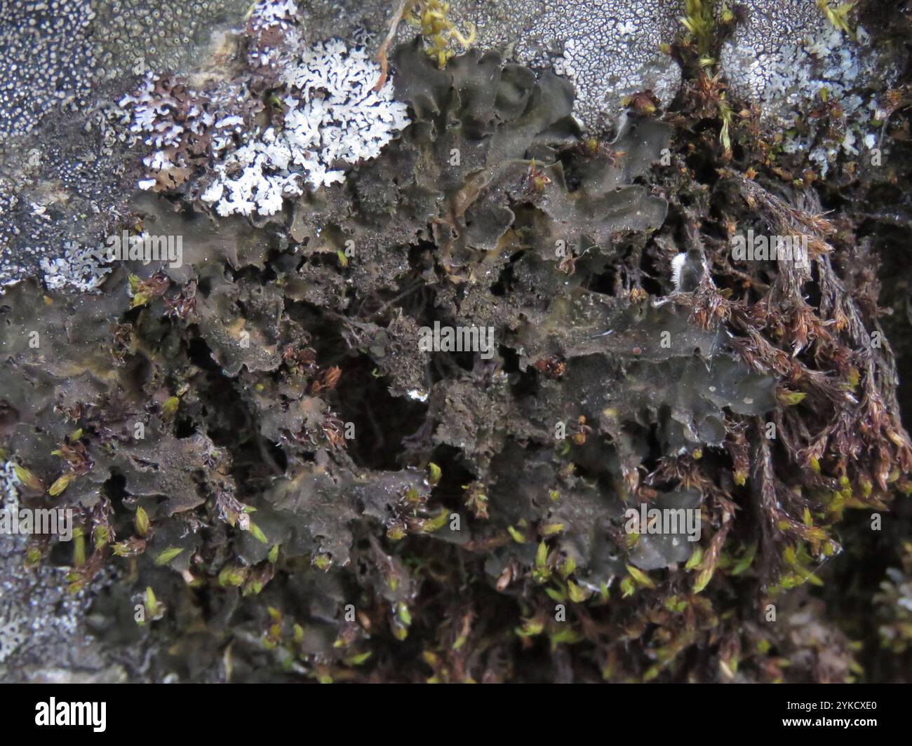 tree pelt lichen (Peltigera collina Stock Photo - Alamy