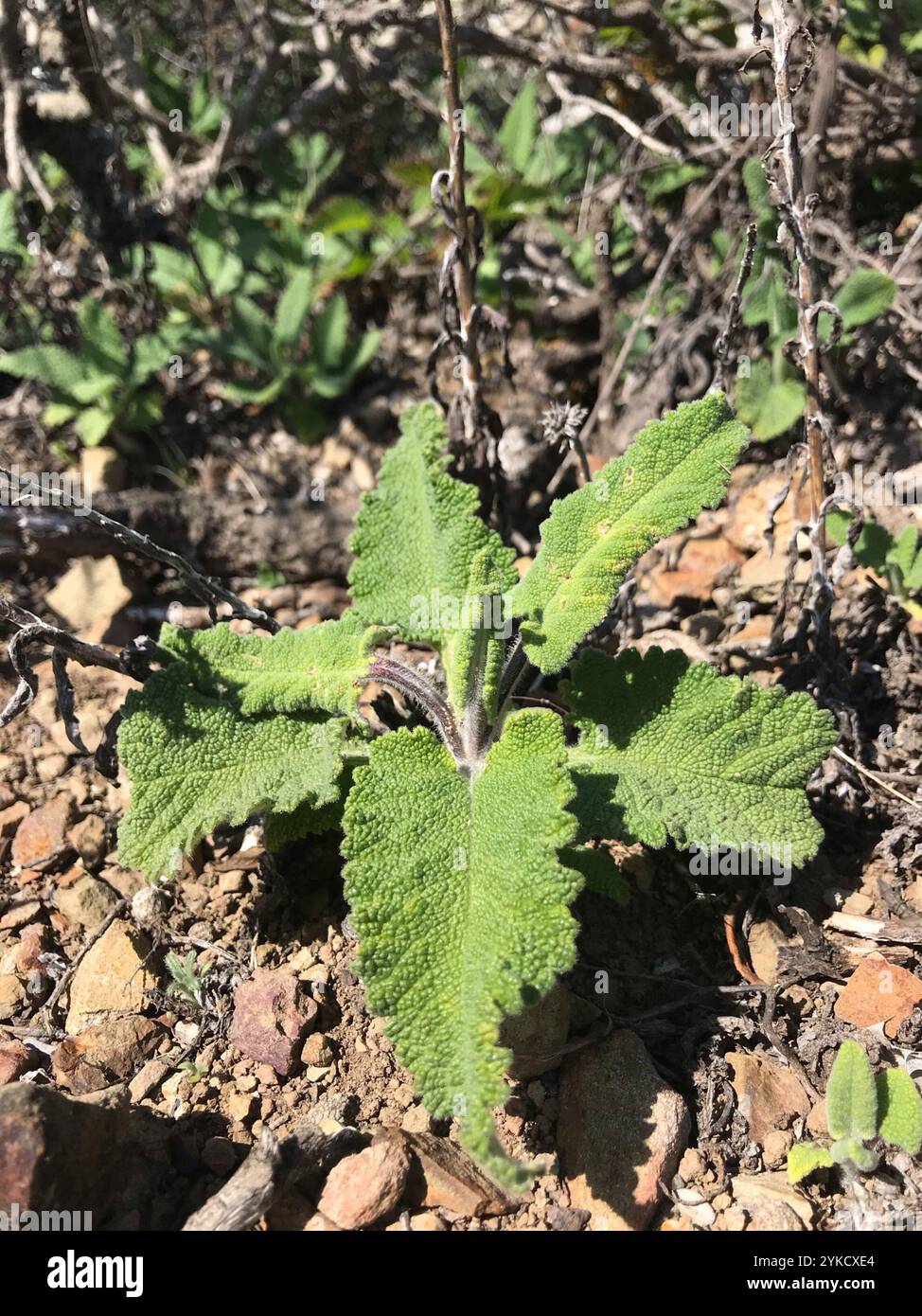 Hummingbird Sage (Salvia spathacea Stock Photo - Alamy