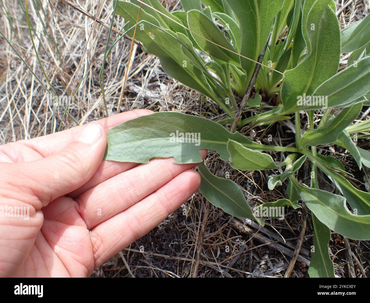 Large-flower Goldenweed (Pyrrocoma carthamoides Stock Photo - Alamy