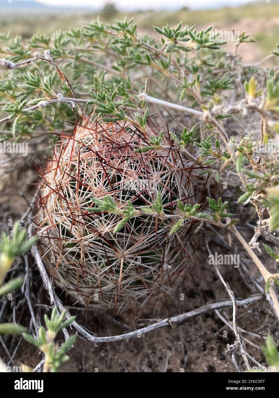 Arizona Spinystar (Escobaria vivipara arizonica Stock Photo - Alamy