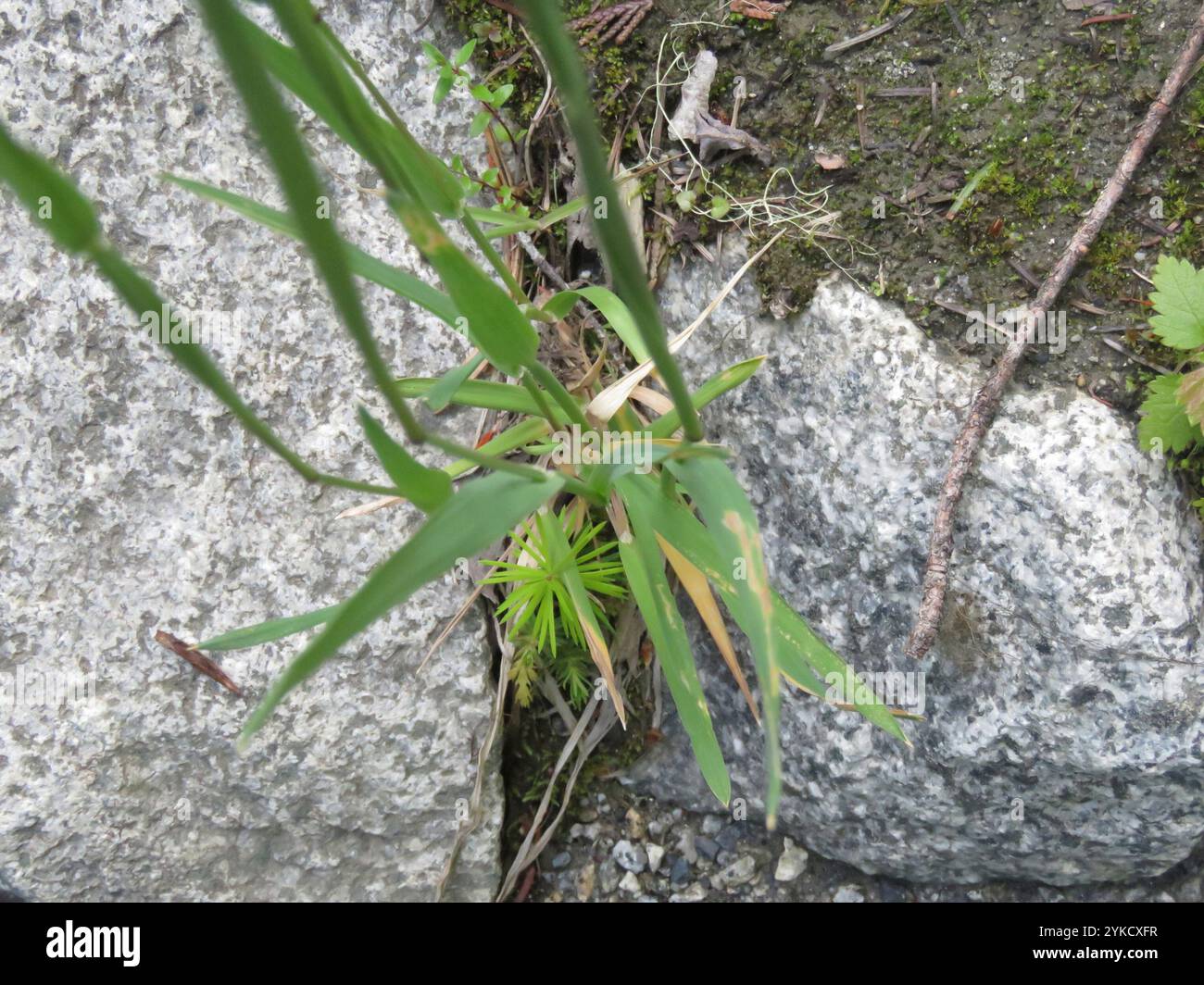 Alpine Timothy (Phleum alpinum Stock Photo - Alamy
