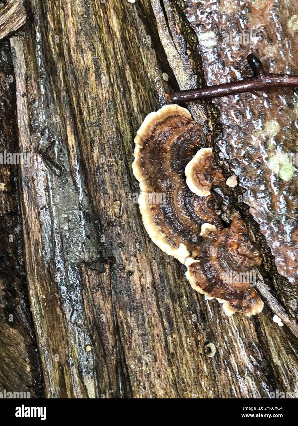 turkey-tail (Trametes versicolor Stock Photo - Alamy