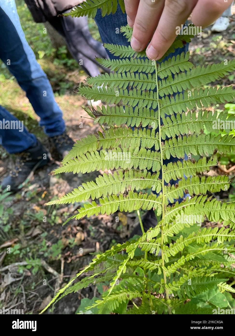 northern lady fern (Athyrium angustum Stock Photo - Alamy