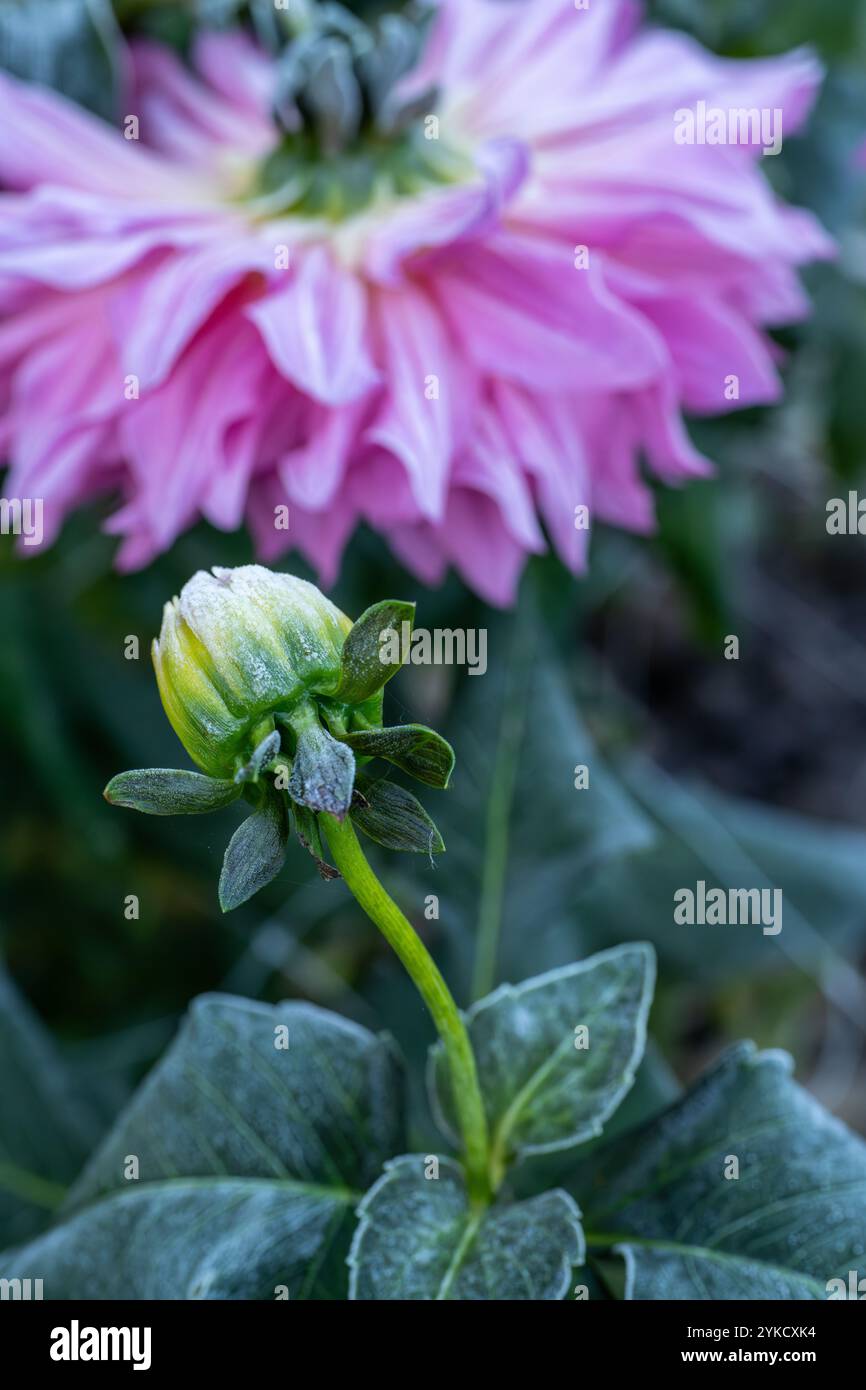First autumn frost in the garden. Dahlia flower bed damaged after first ...