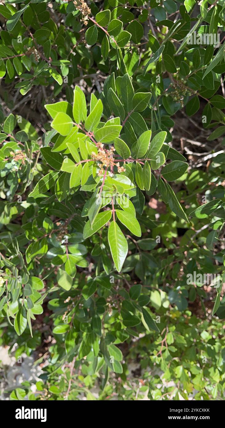 evergreen sumac (Rhus virens Stock Photo - Alamy