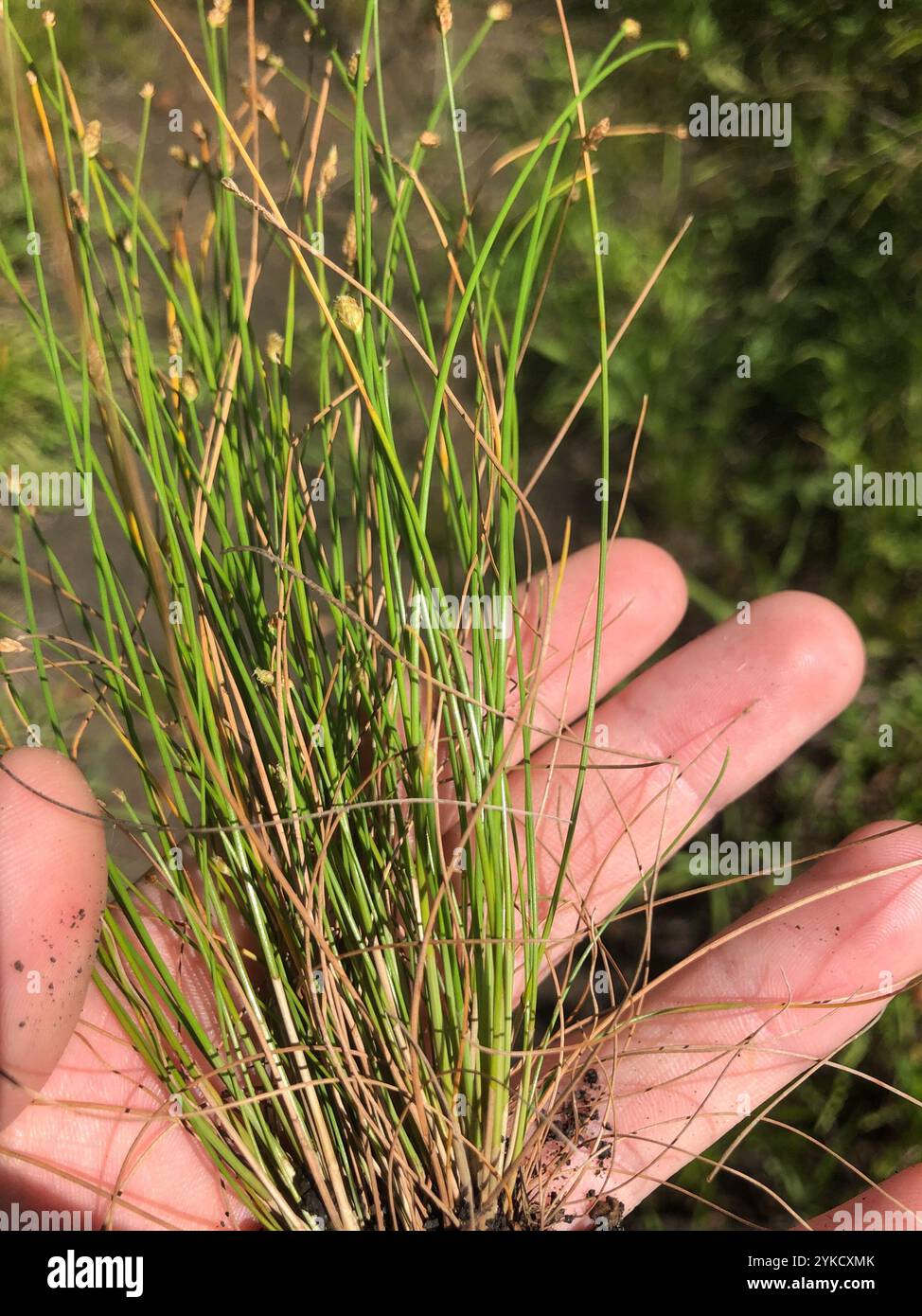 Blunt Spikerush (Eleocharis obtusa Stock Photo - Alamy