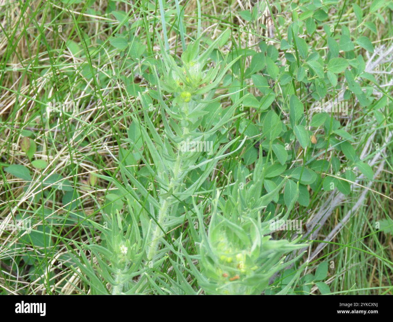 western stoneseed (Lithospermum ruderale Stock Photo - Alamy