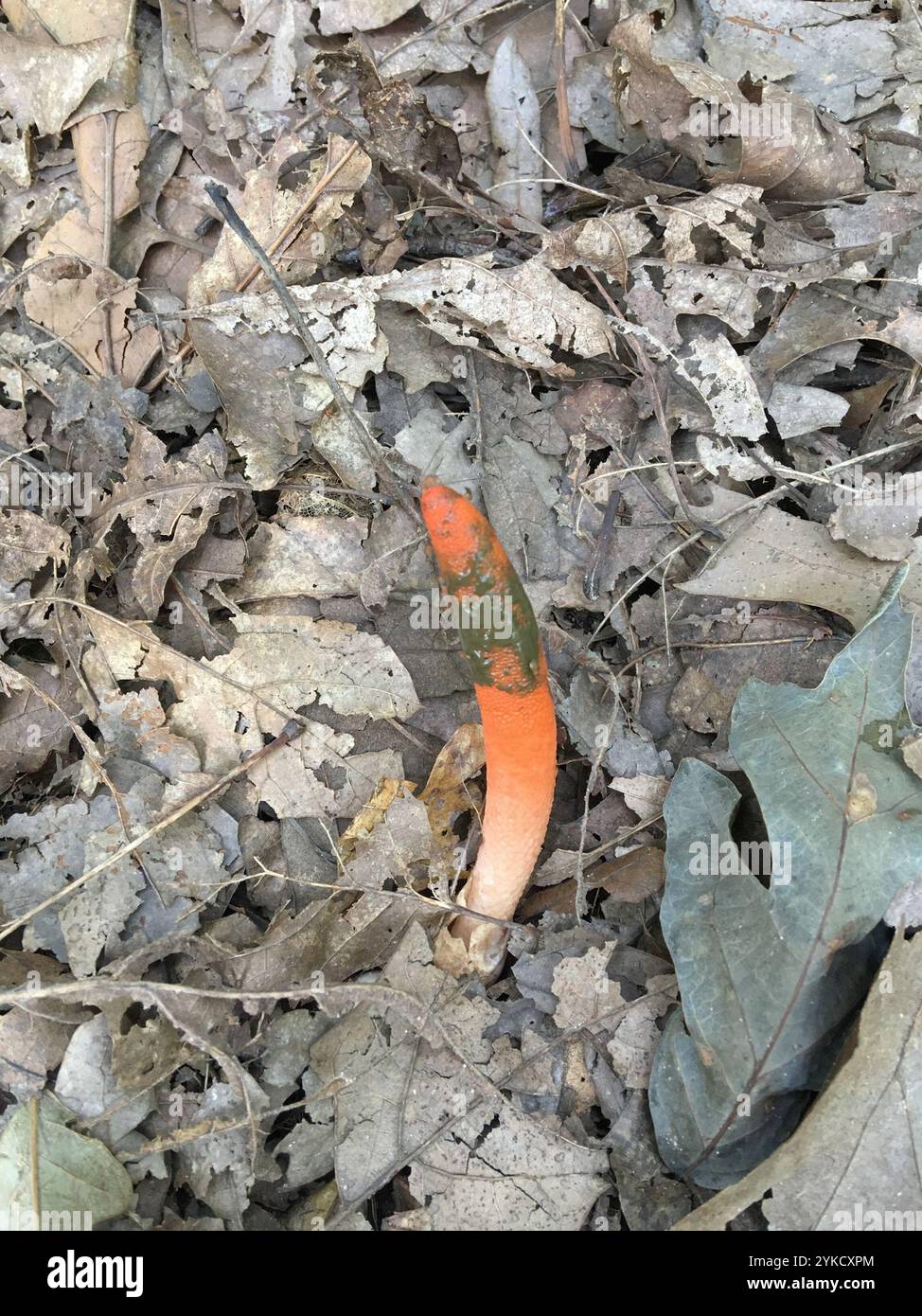 devil's dipstick (Mutinus elegans Stock Photo - Alamy