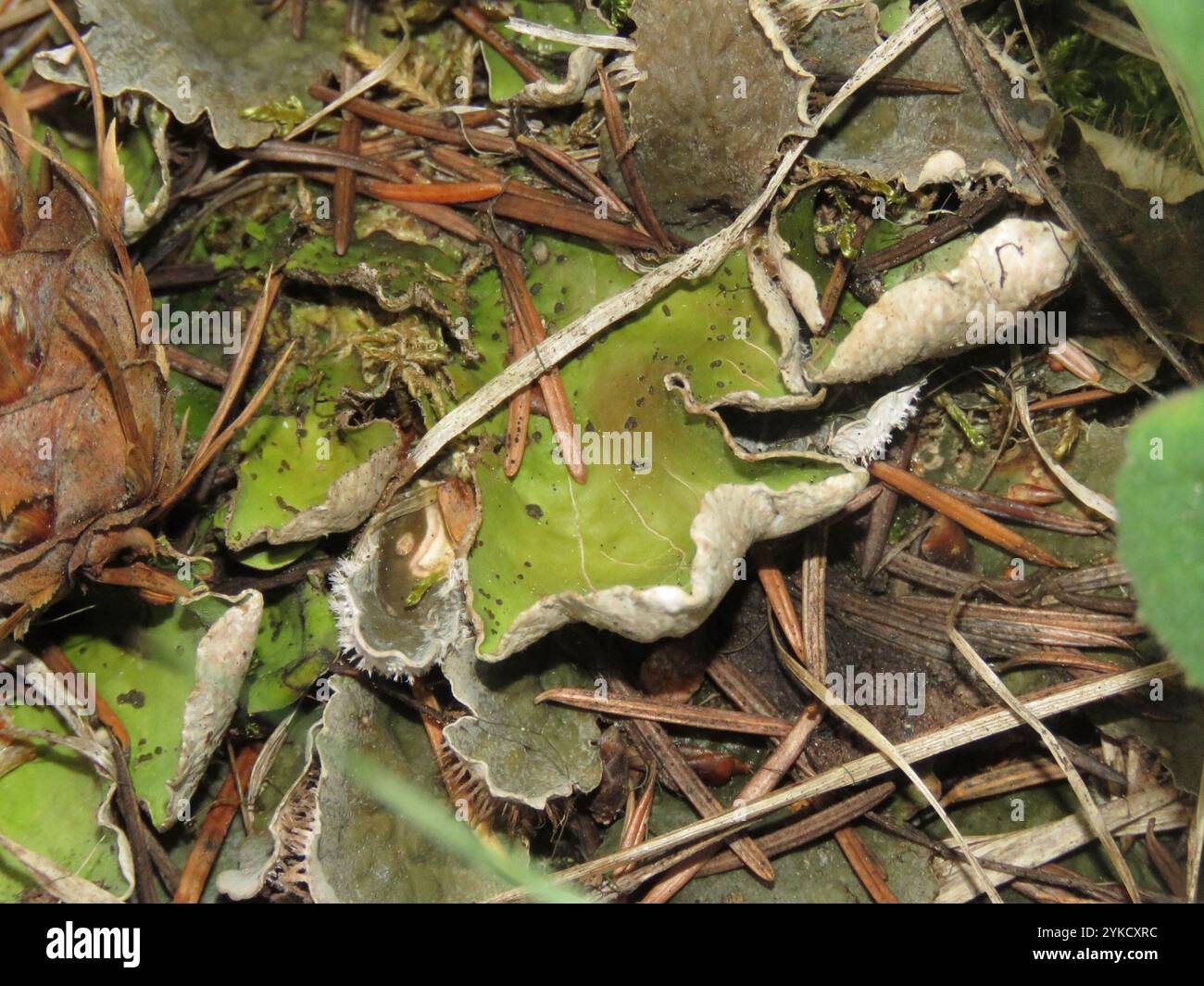 freckled pelt lichen (Peltigera aphthosa Stock Photo - Alamy